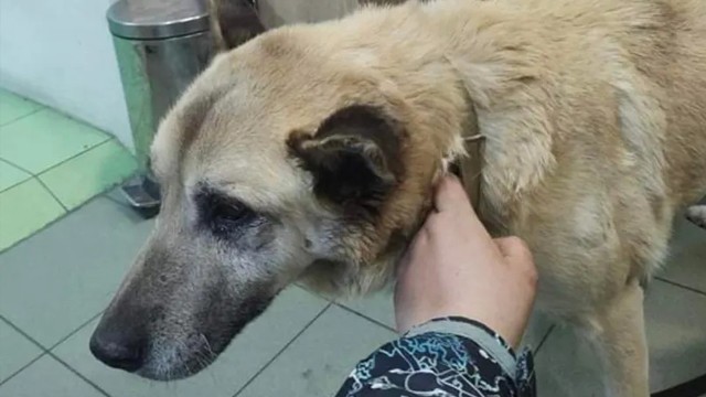 Rescue street dogs in Ukraine! BIG EMERGENCY!