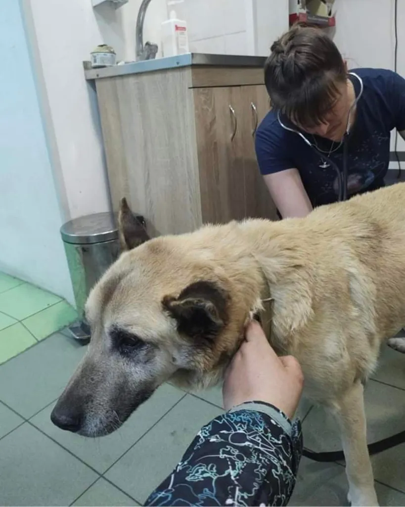 Rescue street dogs in Ukraine! BIG EMERGENCY!