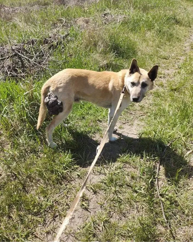 Rescue street dogs in Ukraine! BIG EMERGENCY!