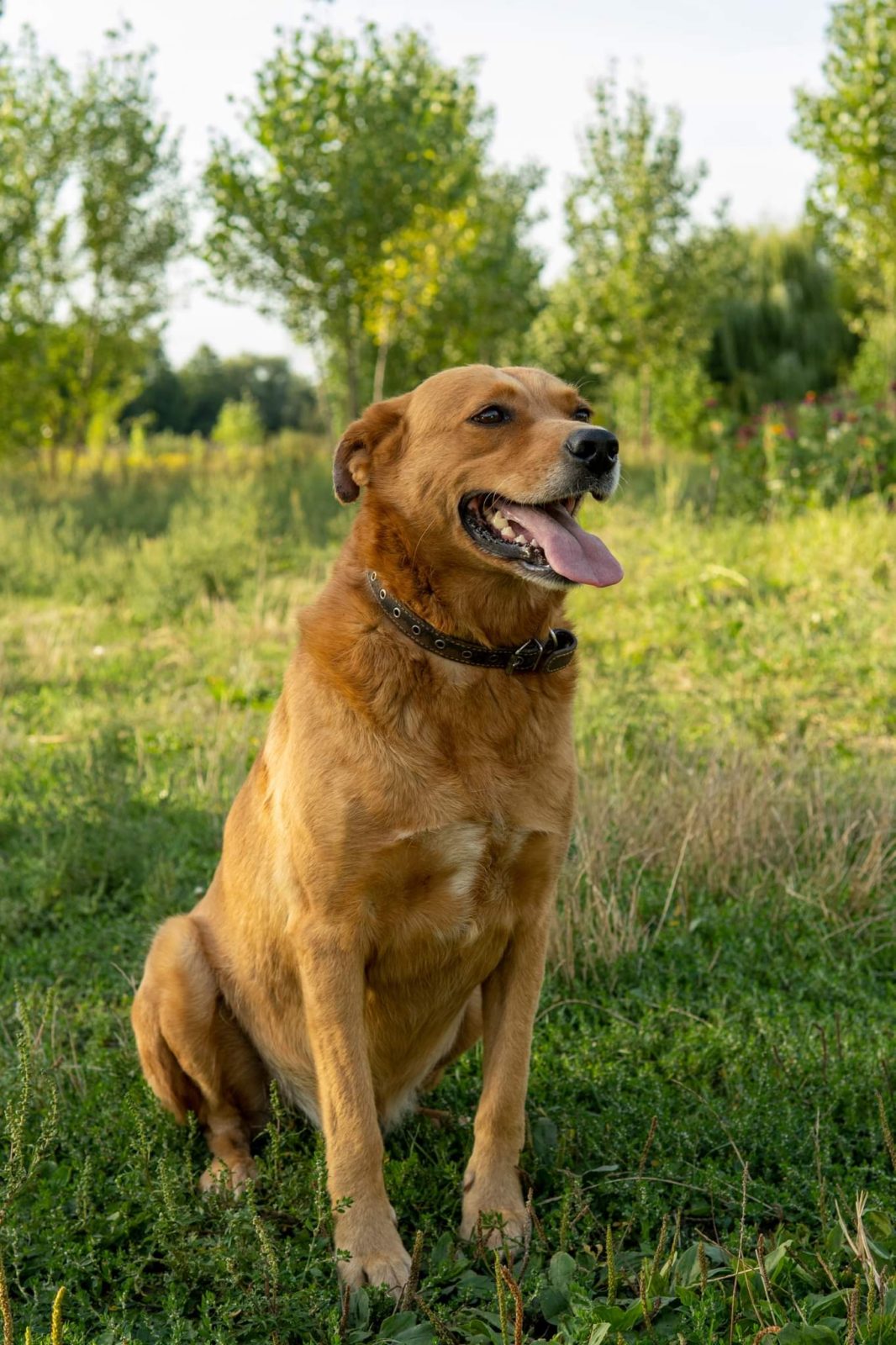 Pashtet - Transform A Street Dog