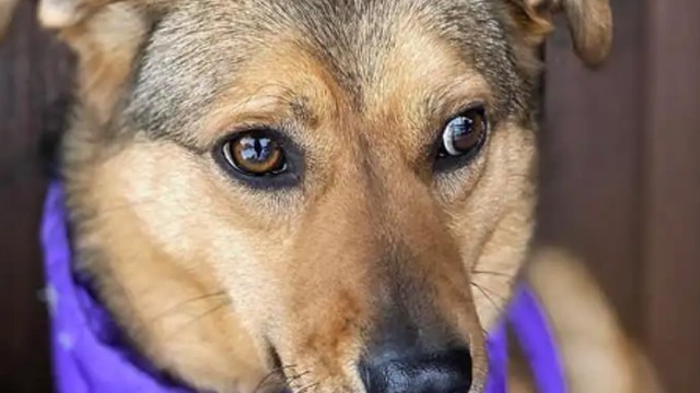 This is Knopa and her sad story - Transform A Street Dog