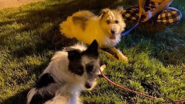 Our dogs are already in Canada and ready for their new happy life ...