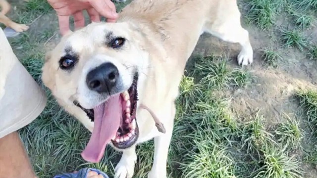 We have to raise another 500 dollars so that this and other dogs can ...