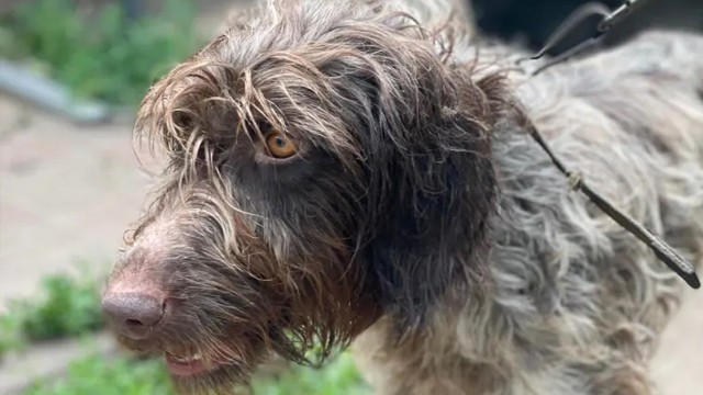 The story of Layma, abandoned by her owner - Transform A Street Dog