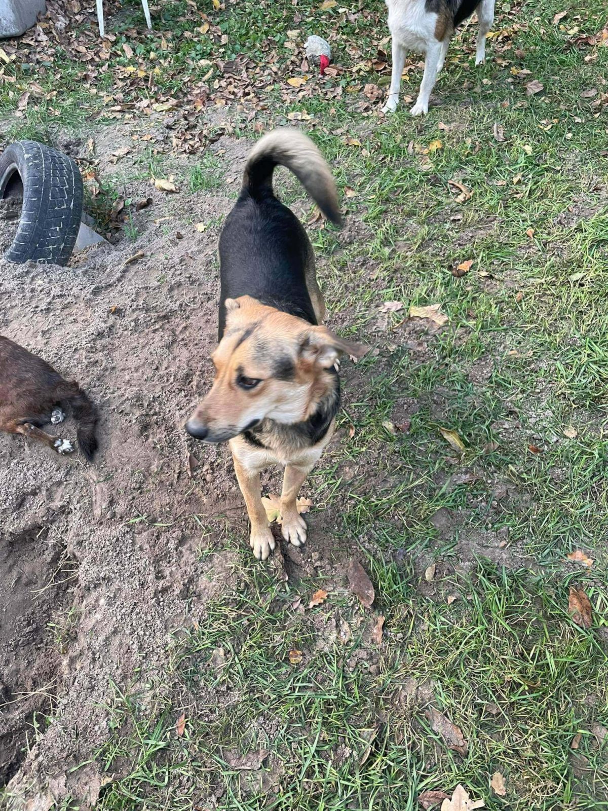 The touching story of the dog Krasava - Transform A Street Dog