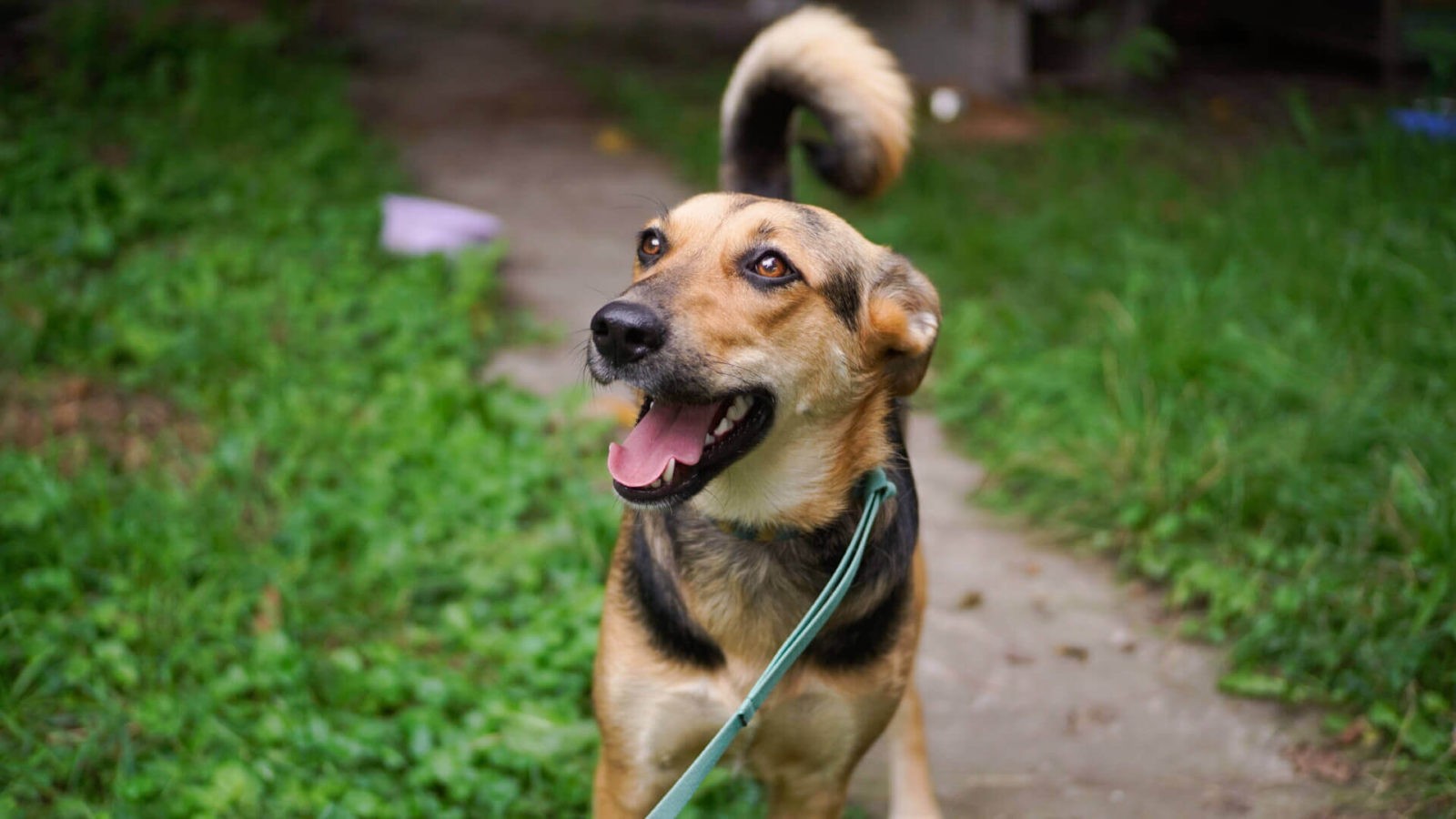 Krasava is one of the many Ukrainian dogs we have helped.