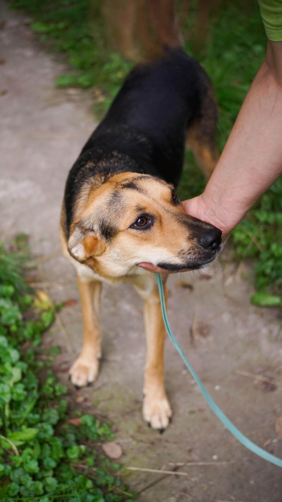 The touching story of the dog Krasava - Transform A Street Dog