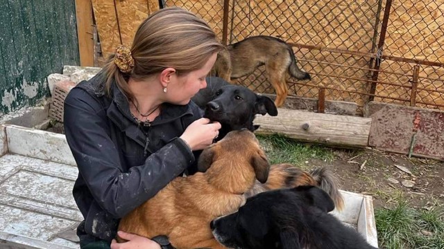 Meet Amy. Help came to us from New Zealand. - Transform A Street Dog