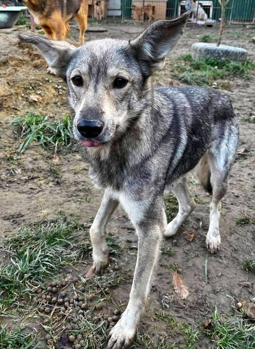 Helping Animals: The Inspiring Story of a Rescue Dog