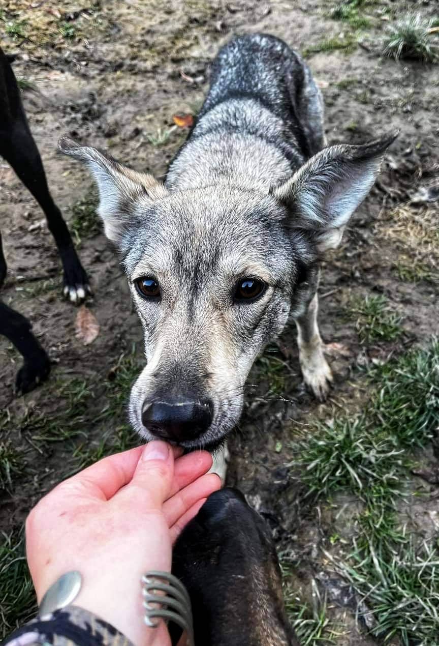 Helping Animals: The Inspiring Story of a Rescue Dog