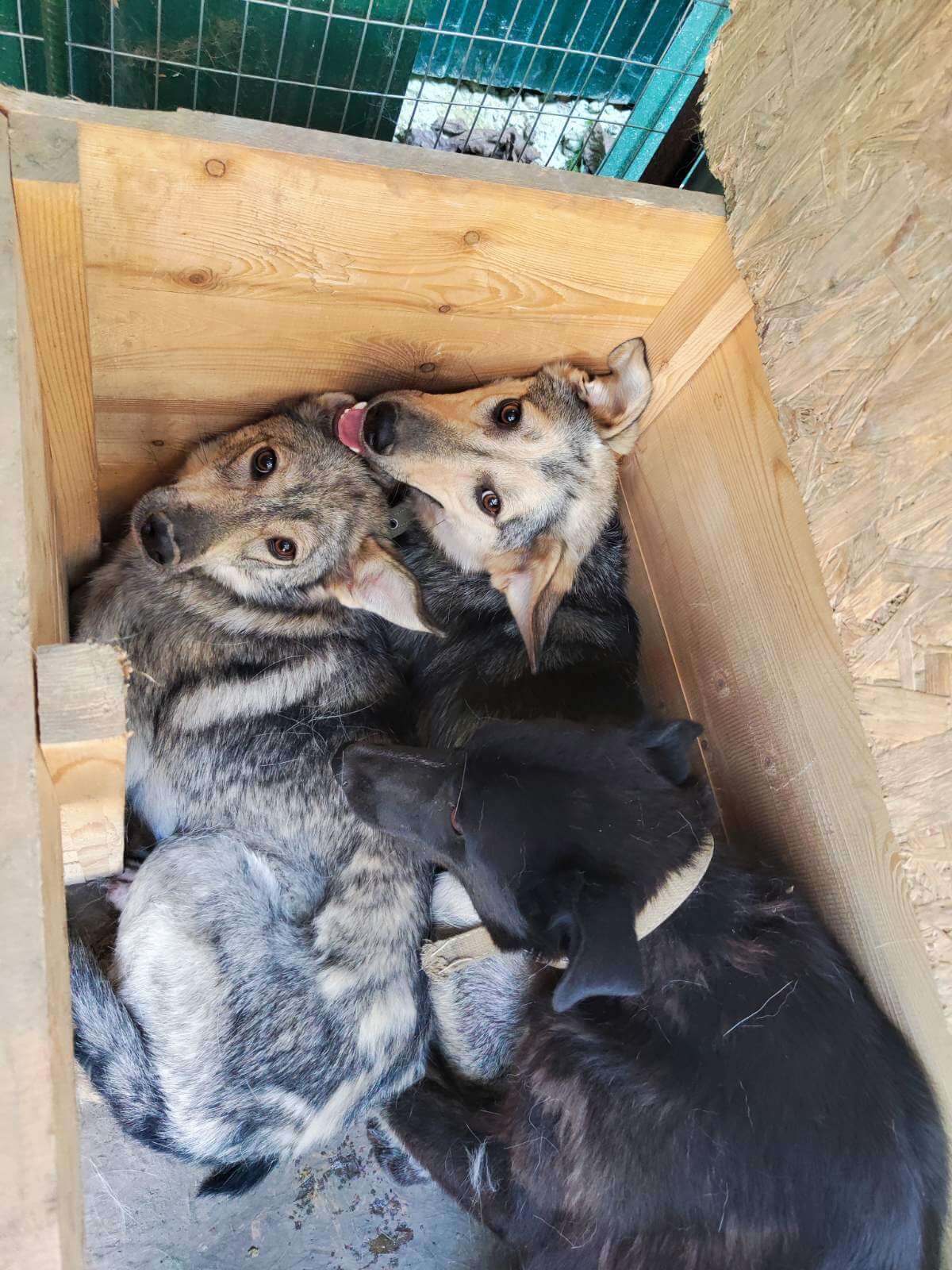 Helping Animals: The Inspiring Story of a Rescue Dog