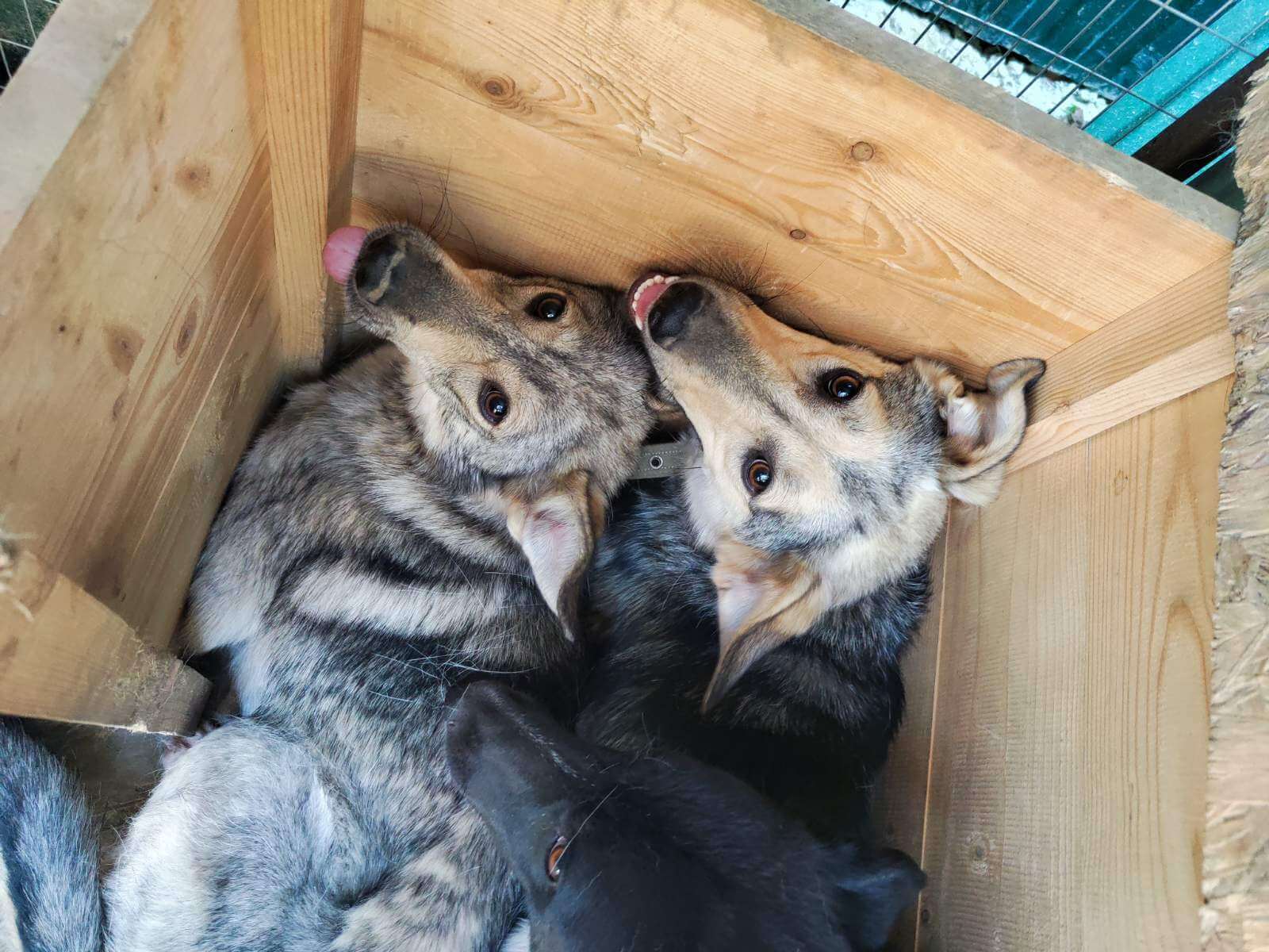 Helping Animals: The Inspiring Story of a Rescue Dog