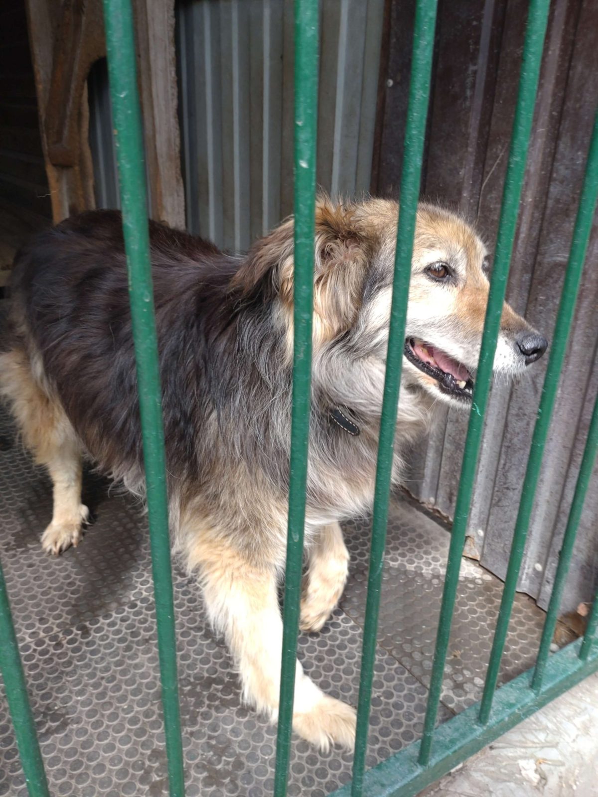 Meet Asya: A Brave Senior Dog in Need of a Loving Home Amidst War-Torn ...