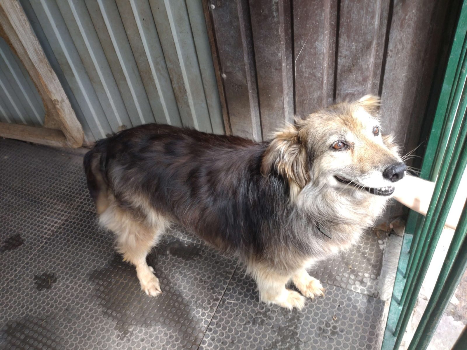 Meet Asya: A Brave Senior Dog in Need of a Loving Home Amidst War-Torn ...