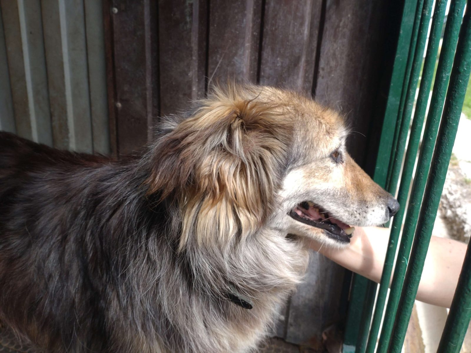 Meet Asya: A Brave Senior Dog in Need of a Loving Home Amidst War-Torn ...