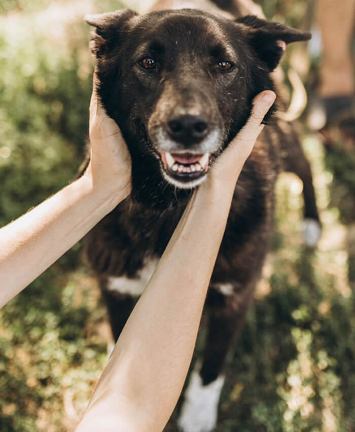 Stray Dog Adoption: Meet Kind and Gentle Marie - Transform A Street Dog