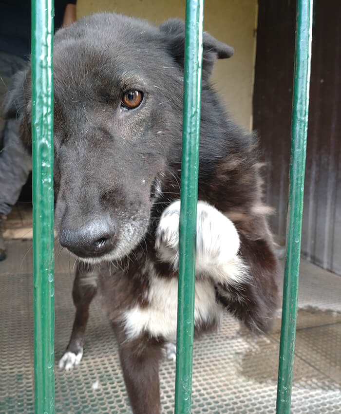 Stray Dog Adoption: Meet Kind and Gentle Marie - Transform A Street Dog