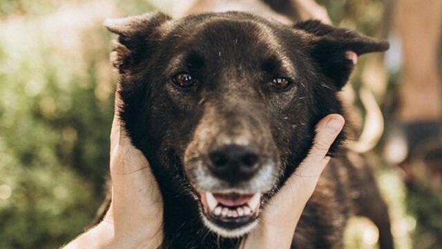 Stray Dog Adoption: Meet Kind and Gentle Marie - Transform A Street Dog
