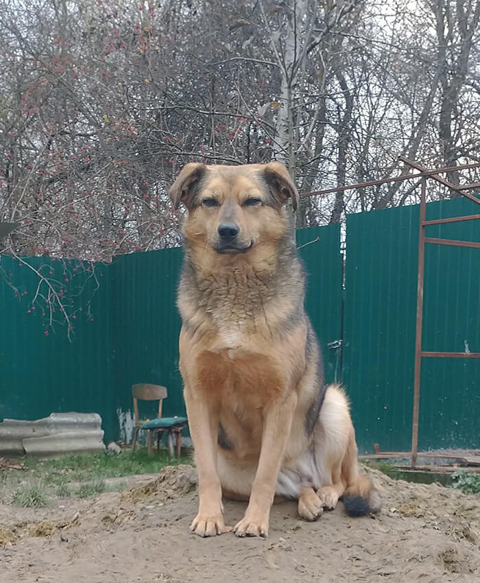 Ukraine Dog Rescue: Helping Move Leila to Safety in the USA!