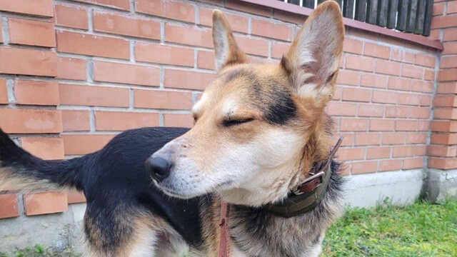 Meet Barsik! A war victim. He really needs a family! - Transform A ...