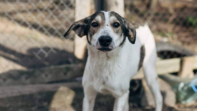 Learn about Djak - Transform A Street Dog