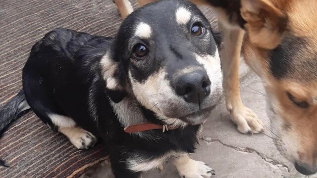 Meet Puppi. Dogs of Ukraine. - Transform A Street Dog