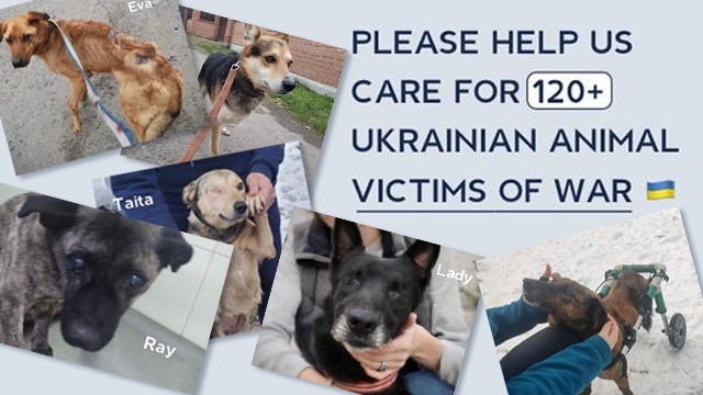 Help us continue to Ukraine dog rescue.