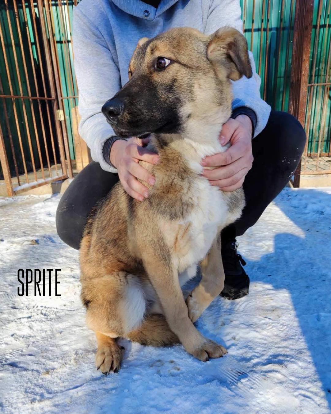 Cute puppies for those who want to adopt a dog from Ukraine.