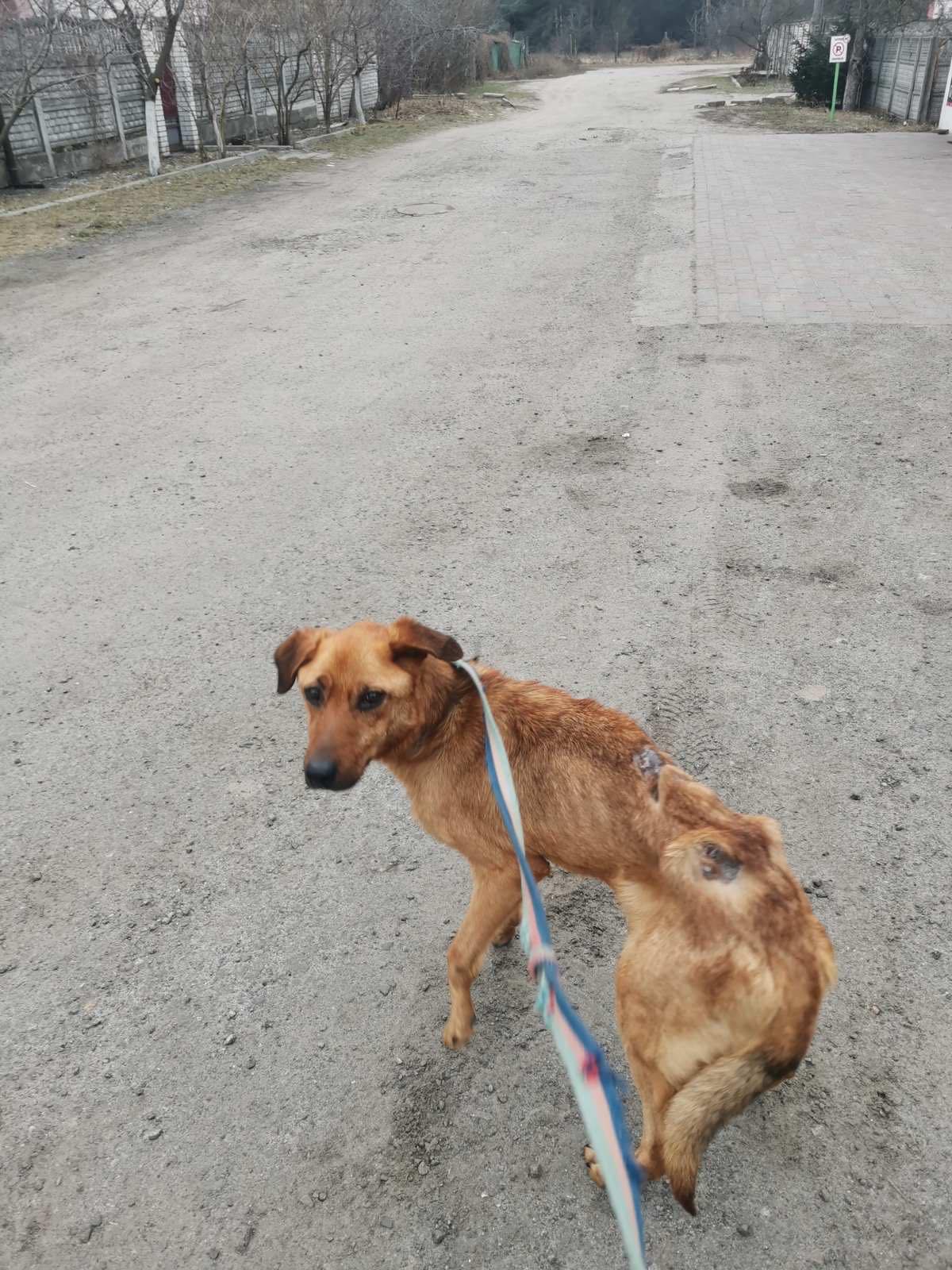 Eva. Ukraine dog rescue! - Transform A Street Dog