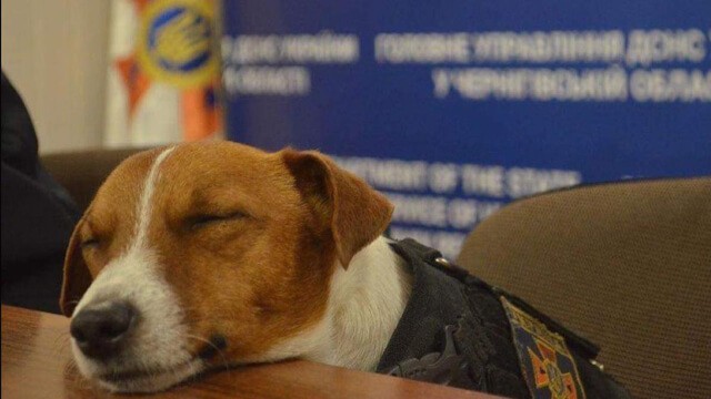 Meet Patron: Ukrainian Hero Dog Sniffing Out Explosives!