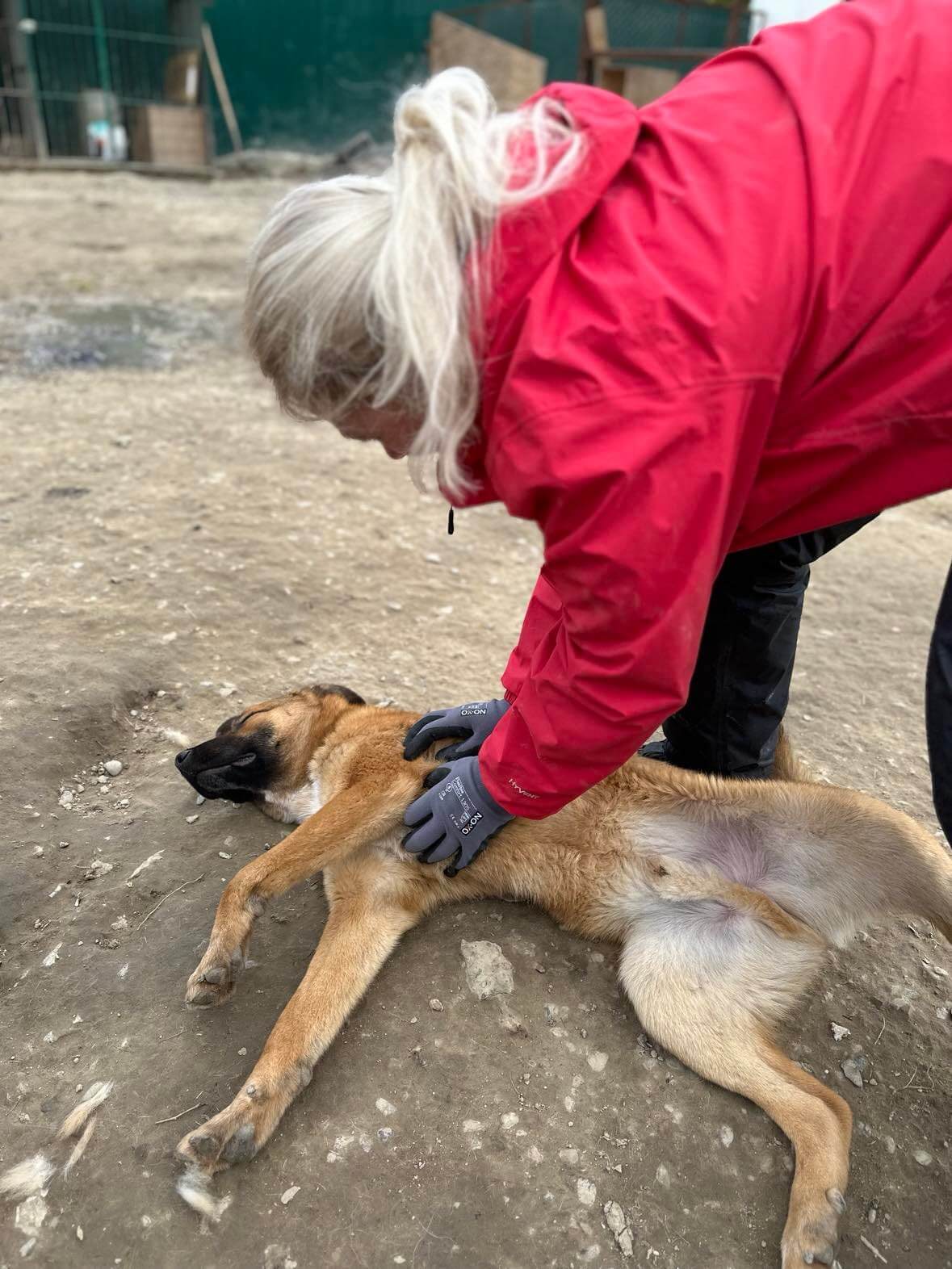 Meet Bobby and His Siblings: Homeless Puppies Need Homes!
