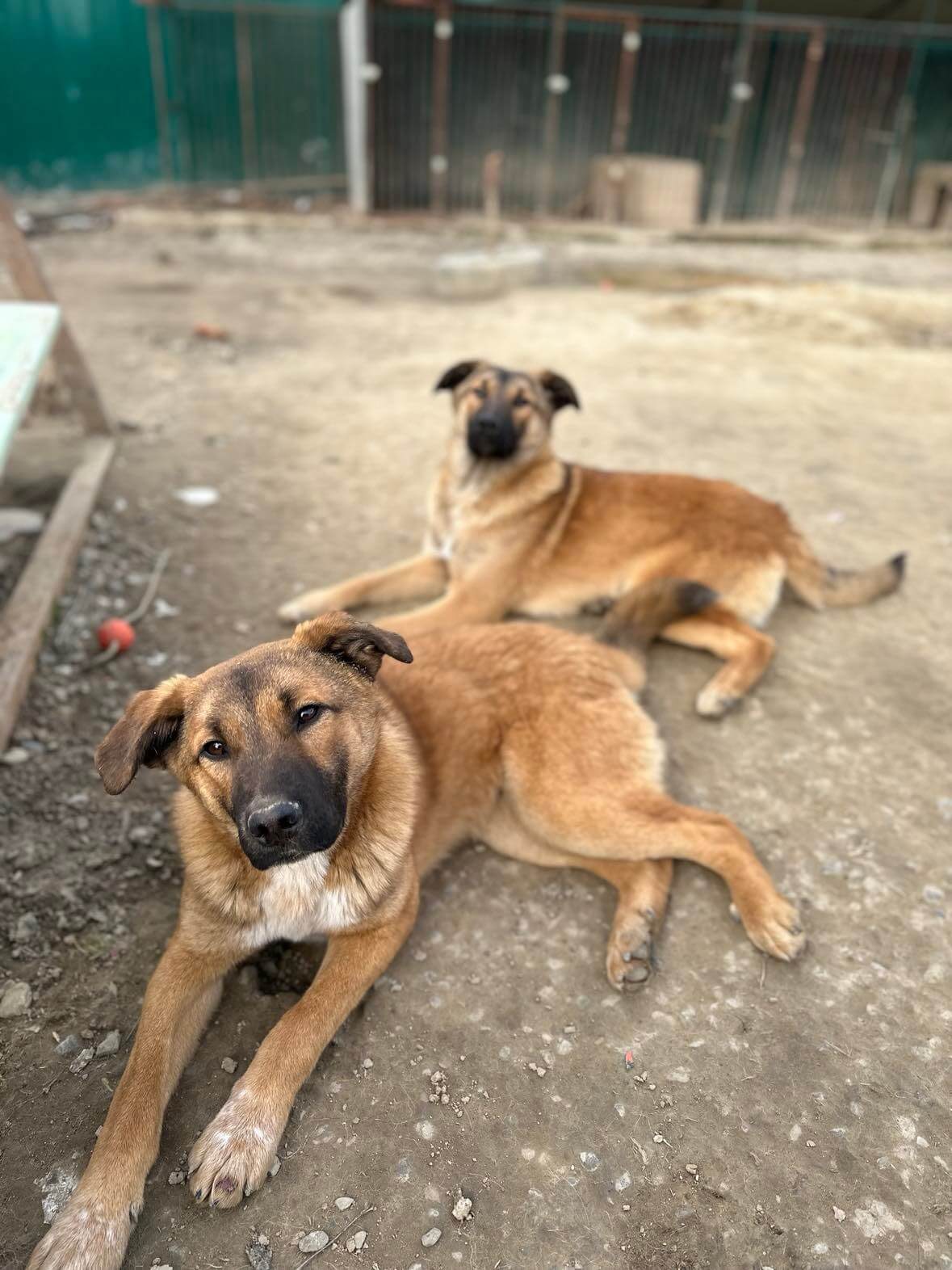 Meet Bobby and His Siblings: Homeless Puppies Need Homes!