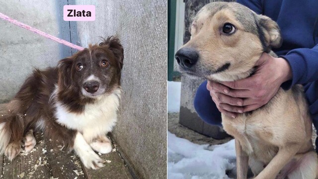 Ukraine Stray Dogs. Meet Zlata and Taita.