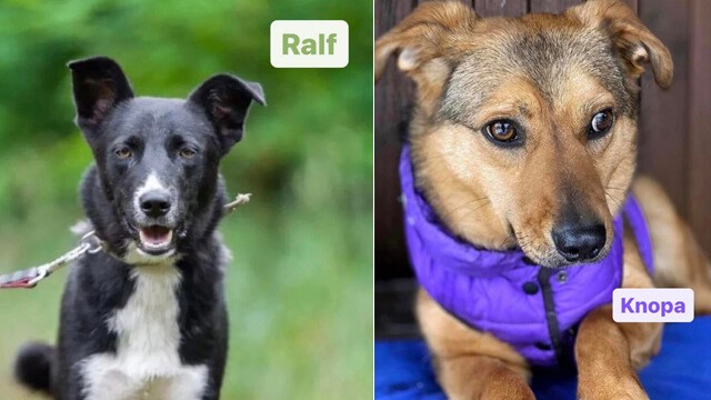 Adopting Ukraine Stray Dogs – Ralf and Knopa