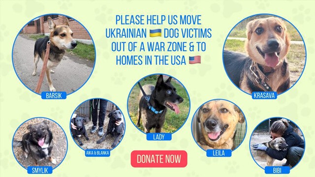 Helping animals: Join us in moving 8 dogs to safety