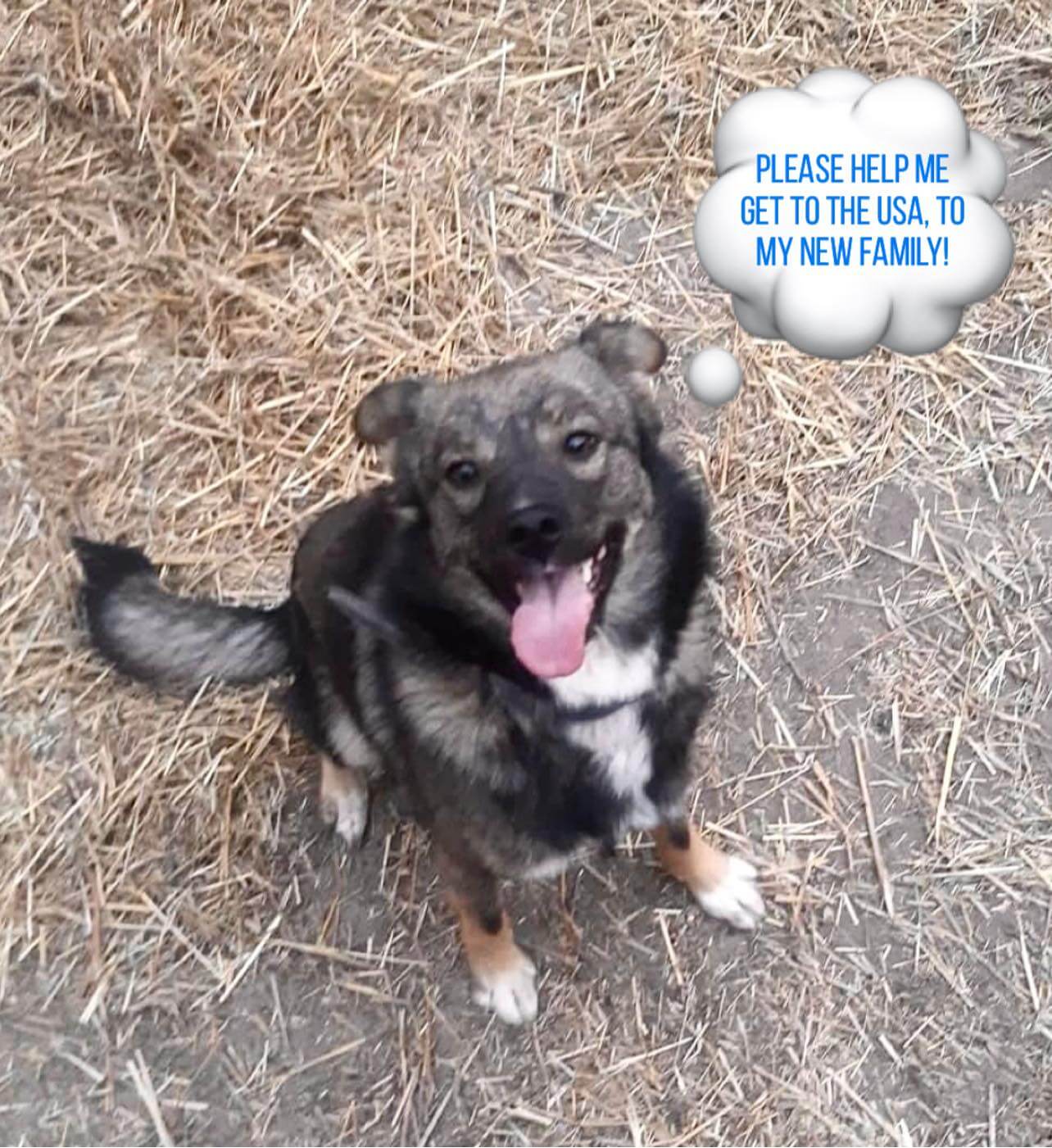 Ukraine Dog Rescue: Help Us Give Smylik and Other Dogs a Chance at a ...