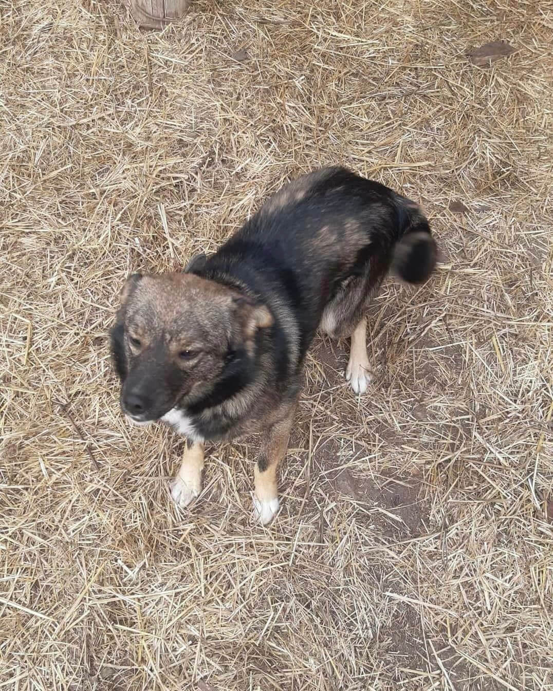 Ukraine Dog Rescue: Help Us Give Smylik and Other Dogs a Chance at a ...