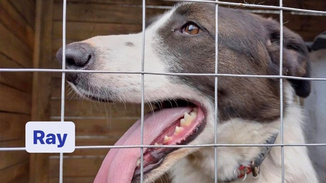 Rescue Dogs from Ukraine: Amy Campbell’s Heartwarming Visit.