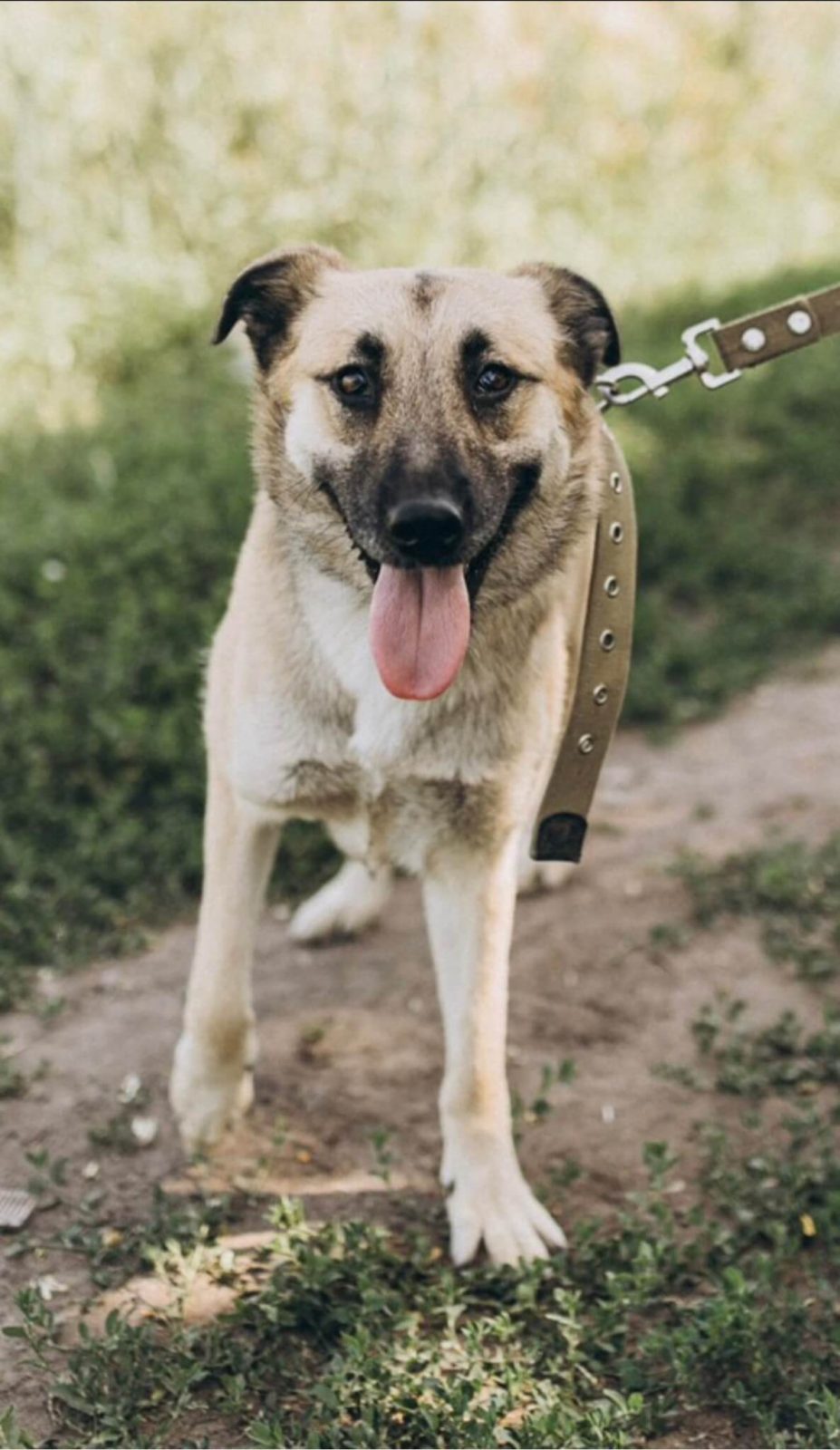 Adopt a Dog from Ukraine: Give Naida a Loving Home