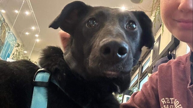 Resilient Dogs Find Loving US Homes Amidst Challenges!