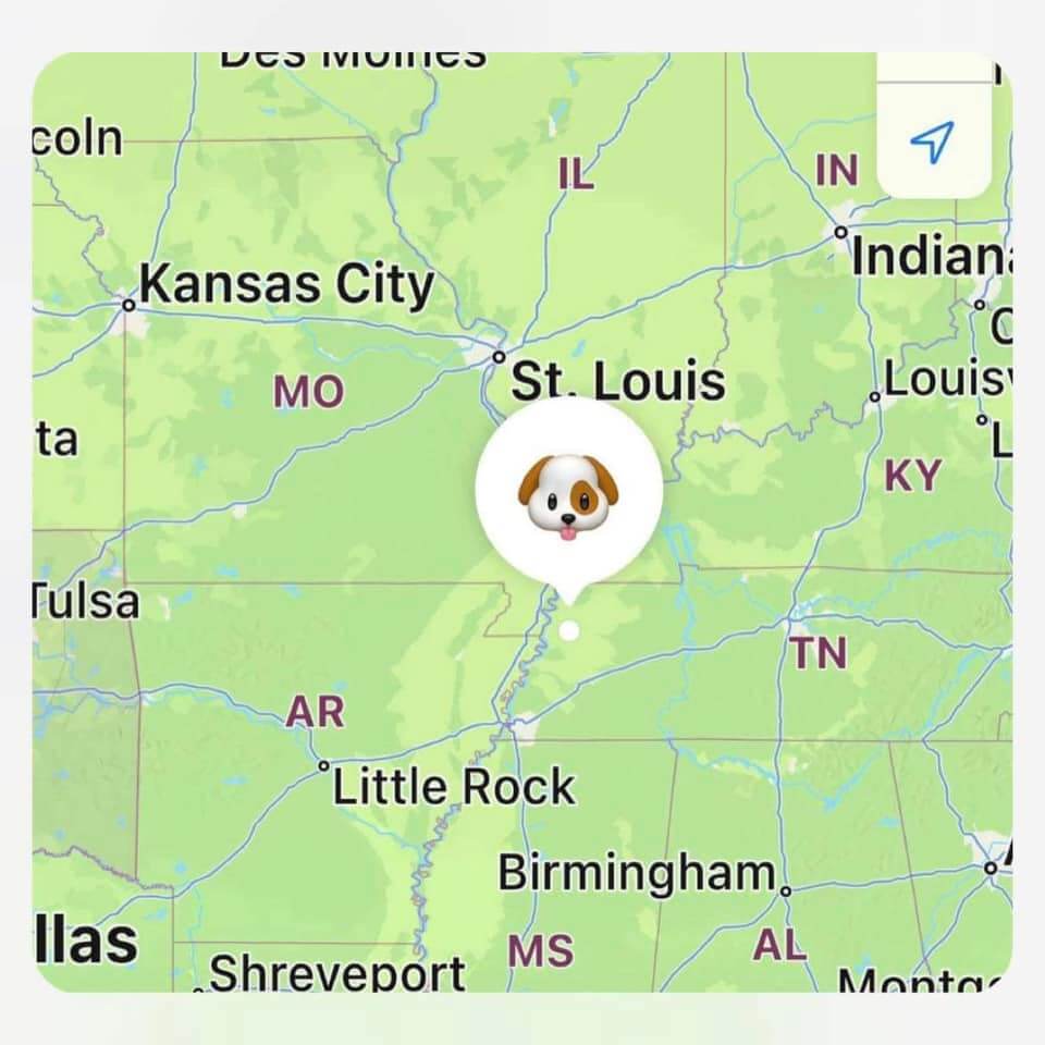 Barsik’s Incredible Journey to His New Home in the USA!