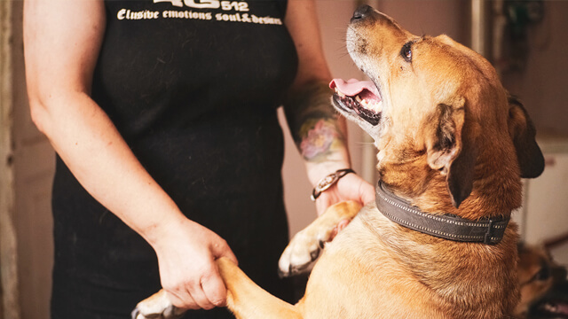 Meet Gina: A Heartfelt Tale of Canine Love and Loyalty