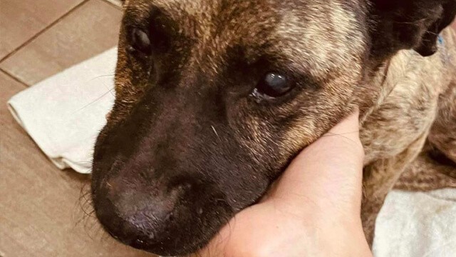 Embracing Hope: Ray’s Journey to Healing and Happiness.