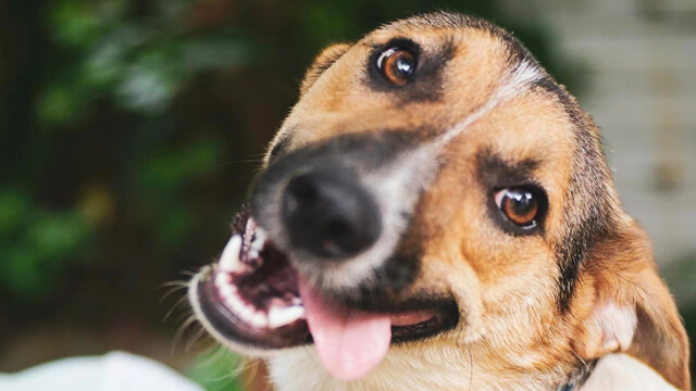 Meet Dashka: A Playful Pup Searching for a Loving Home