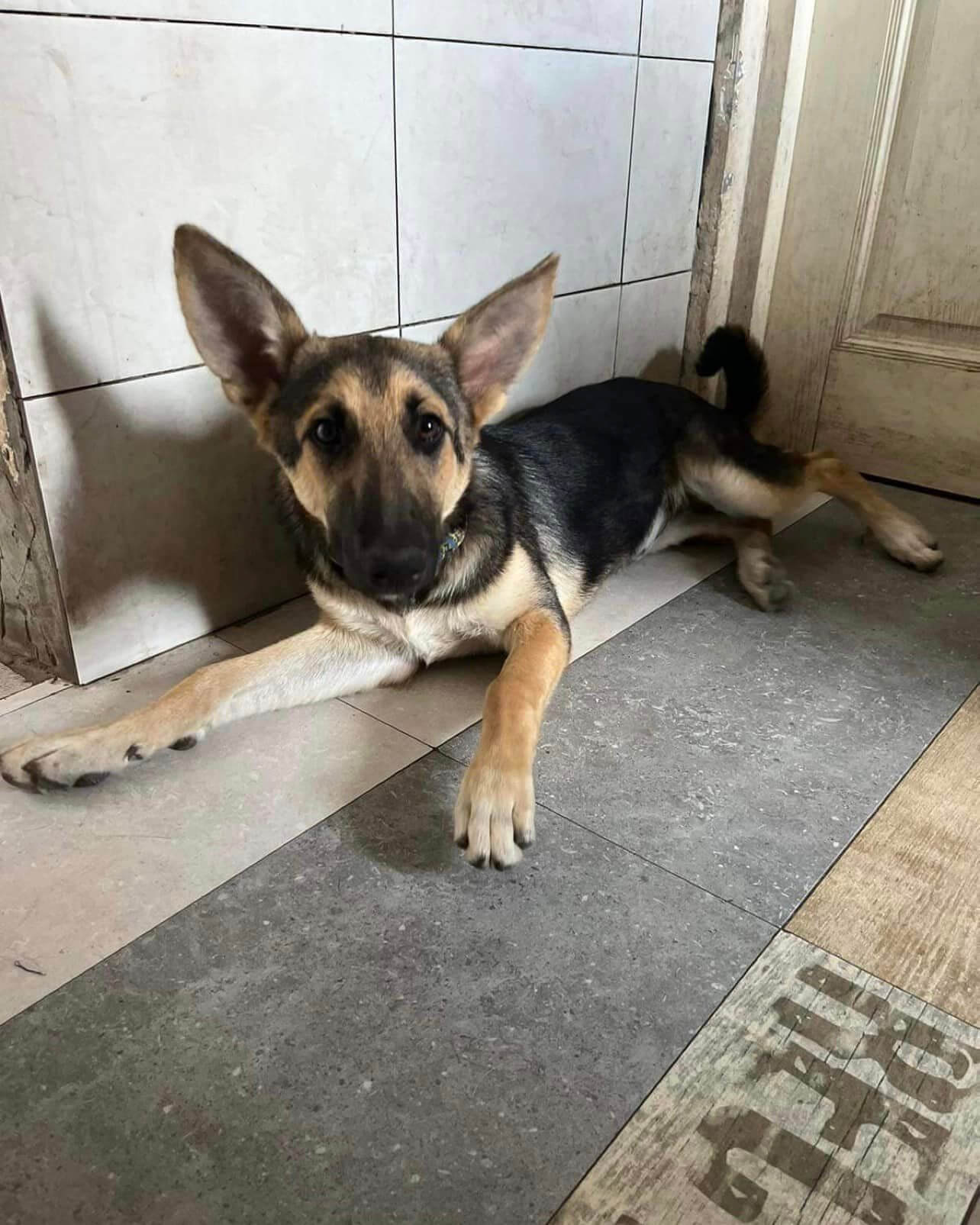 Daily Adventures of Kashtanchik, Sarah, and Bim