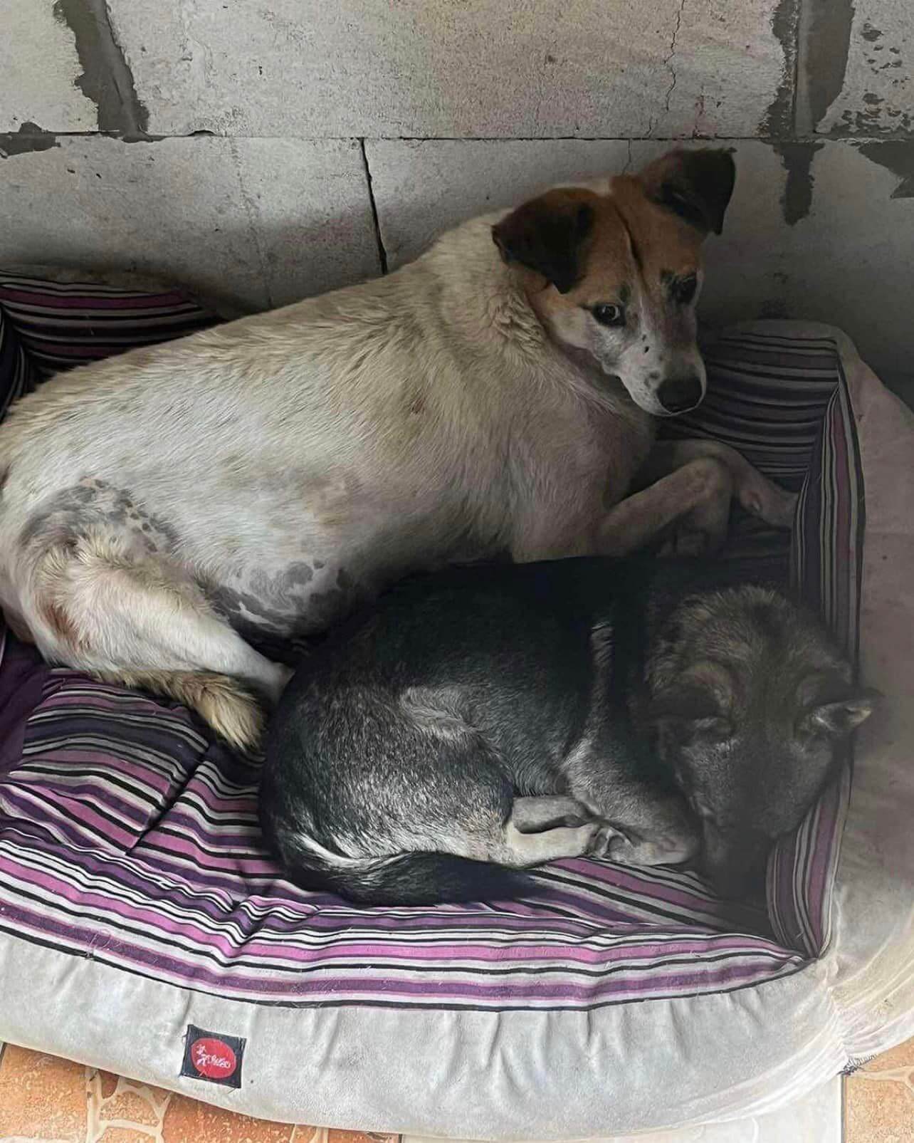 Daily Adventures of Kashtanchik, Sarah, and Bim