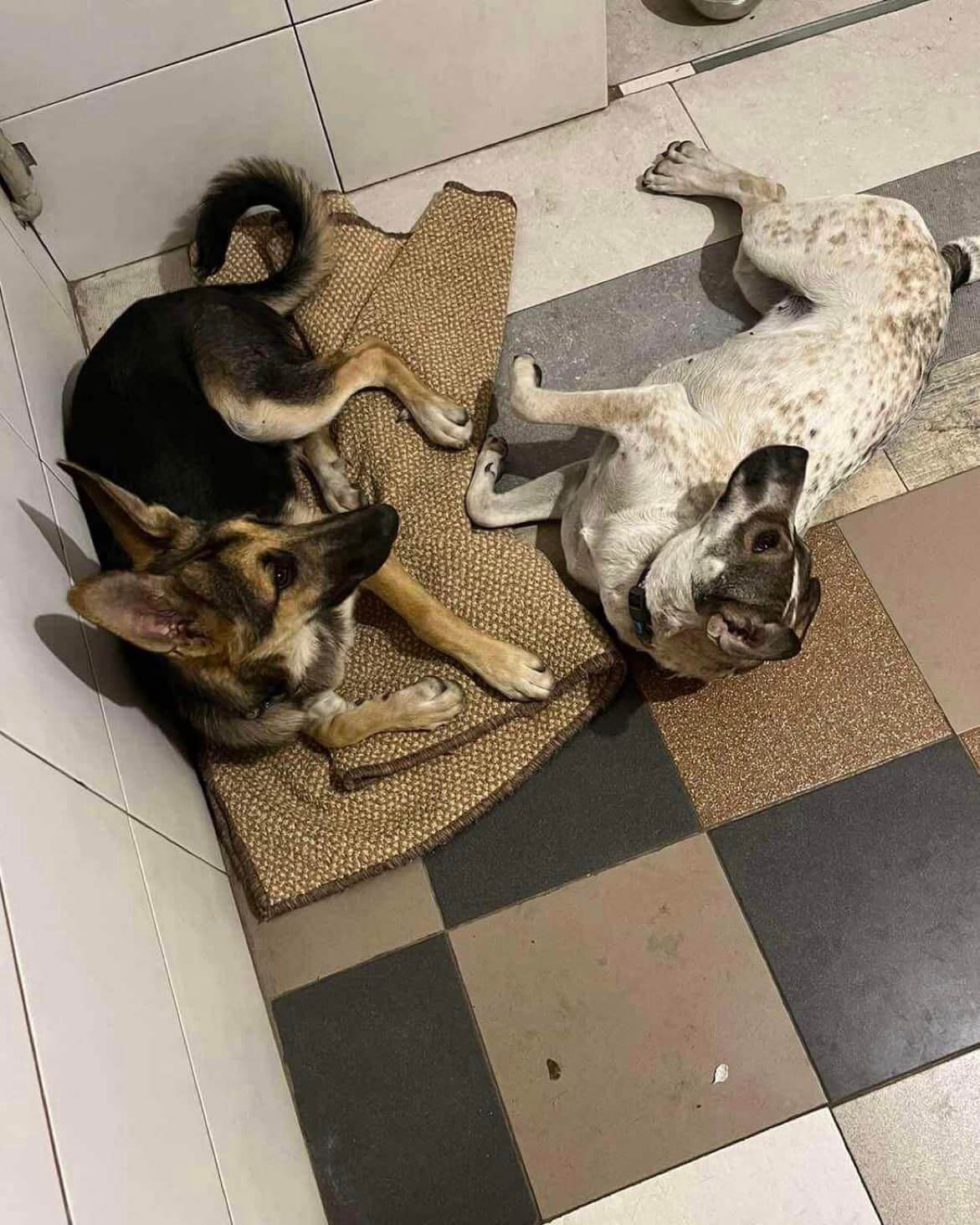 Daily Adventures of Kashtanchik, Sarah, and Bim