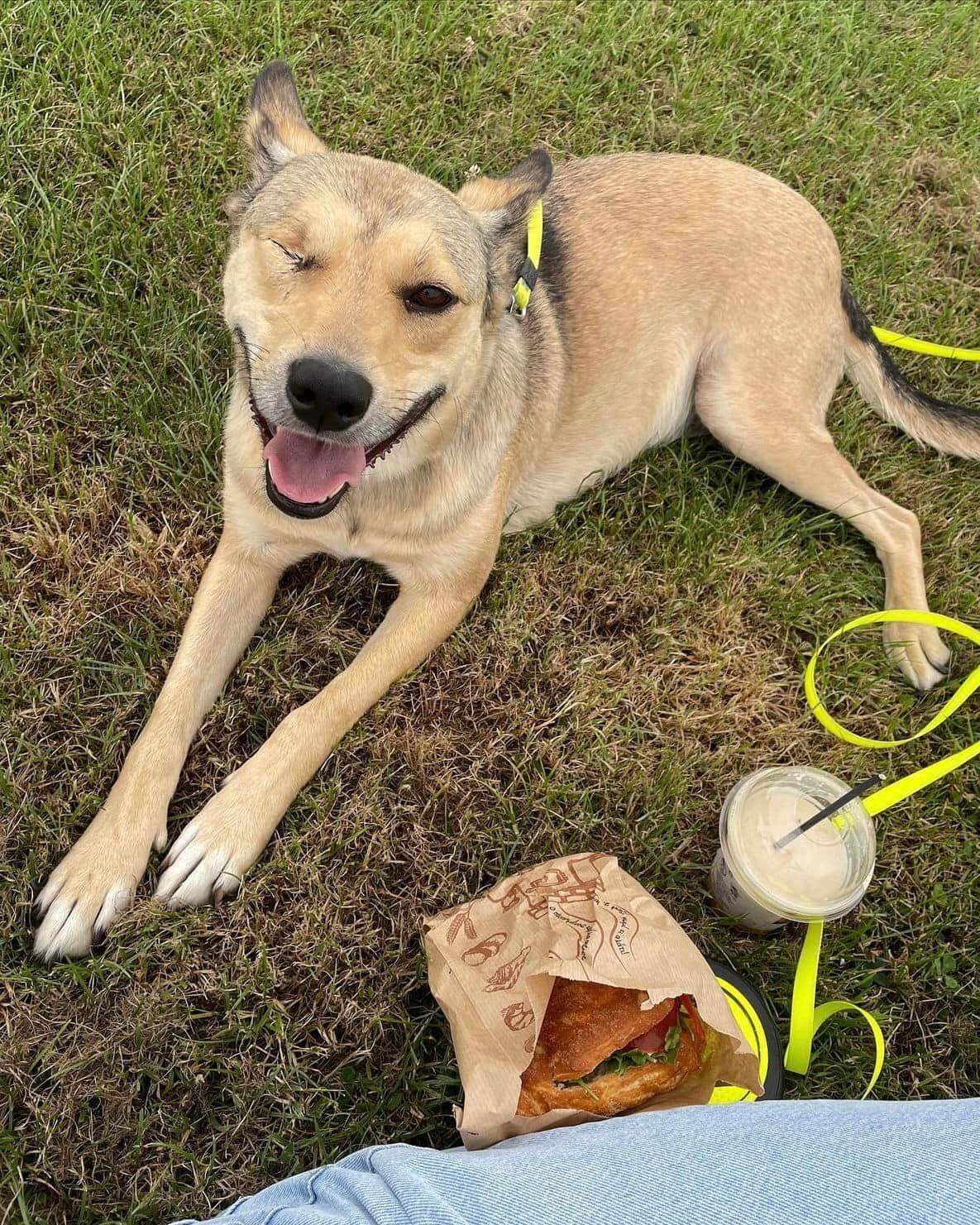 Meet Bobby and His Siblings: Homeless Puppies Need Homes!