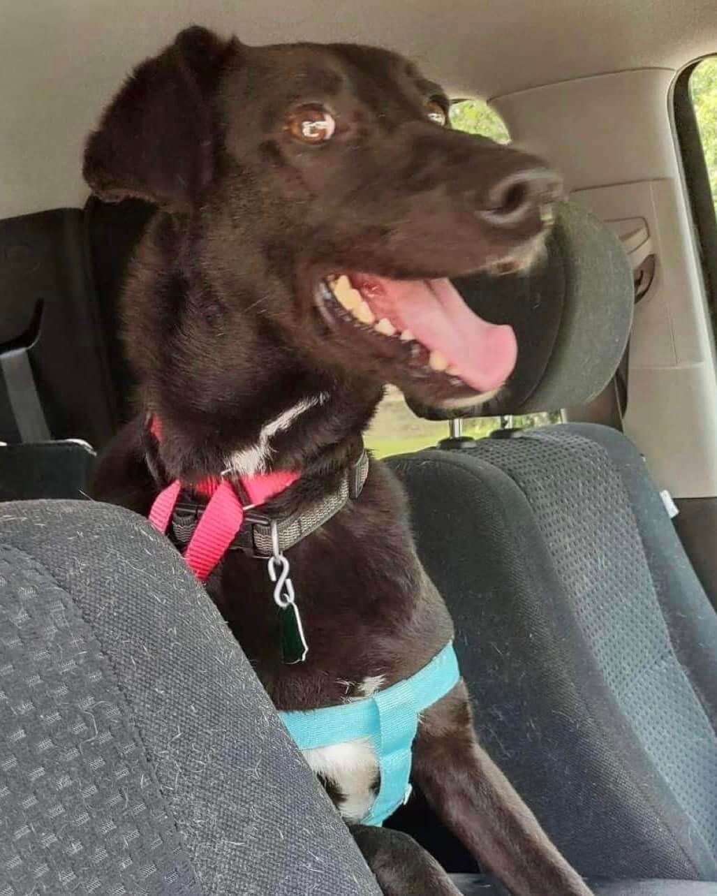Meet Blanka: A Ukrainian Pup with a Heart Full of Dreams