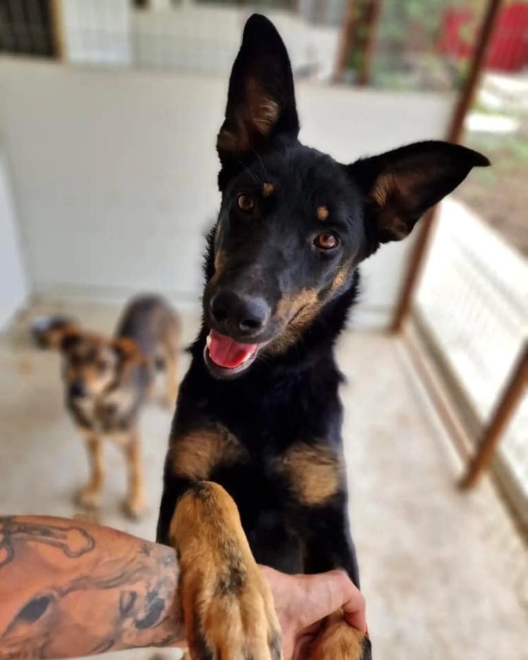 Meet Bonny: A Playful Pup Seeking a Loving Home